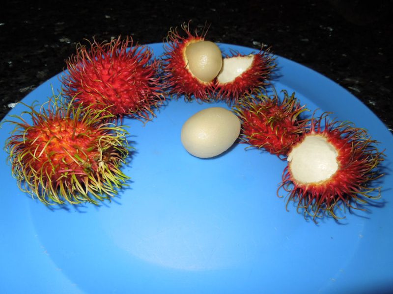 Mamones Farm – Field of Dreams - Dominical Property